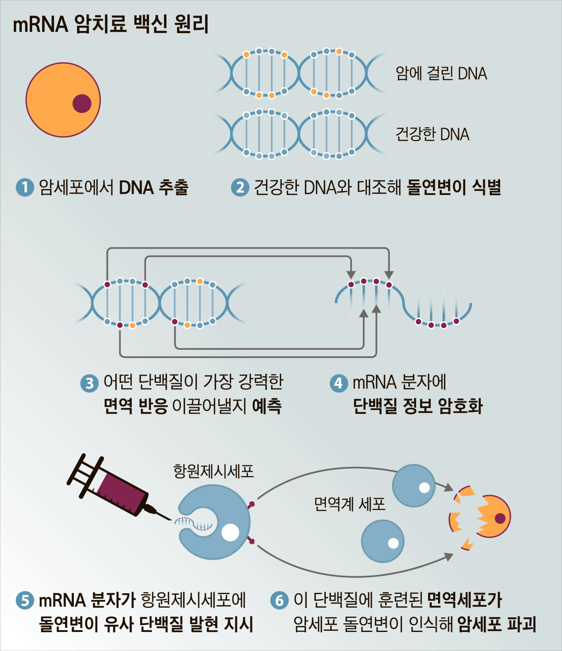 [2023 노벨상] mRNA 끝없이 확장 중…말라리아·에이즈·피부암 치료제까지 : ZUM 뉴스
